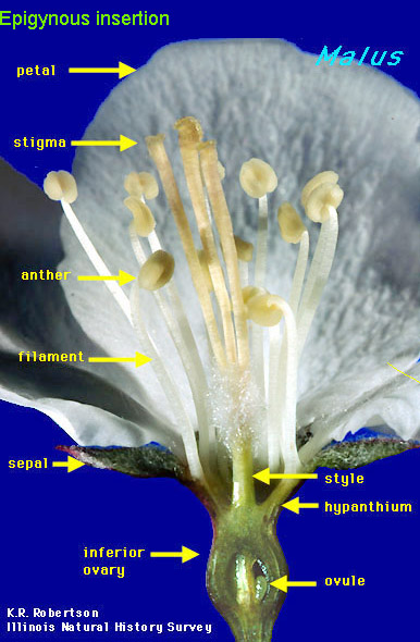 Digital Flowers